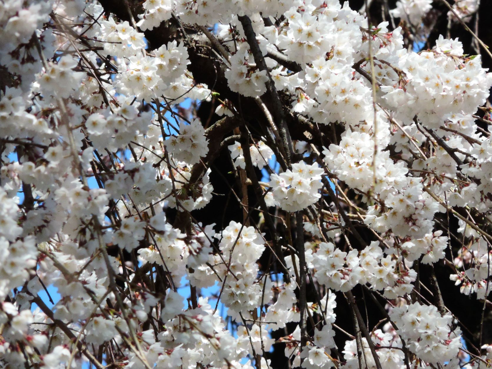 圓明寺のエドヒガンシダレザクラ （樹齢300年） 3／21