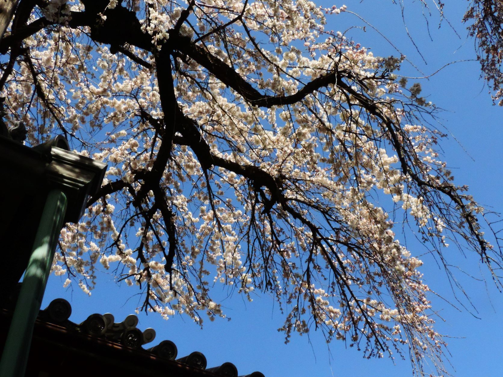 妙感寺のエドヒガンザクラ （樹齢300年） 3／21