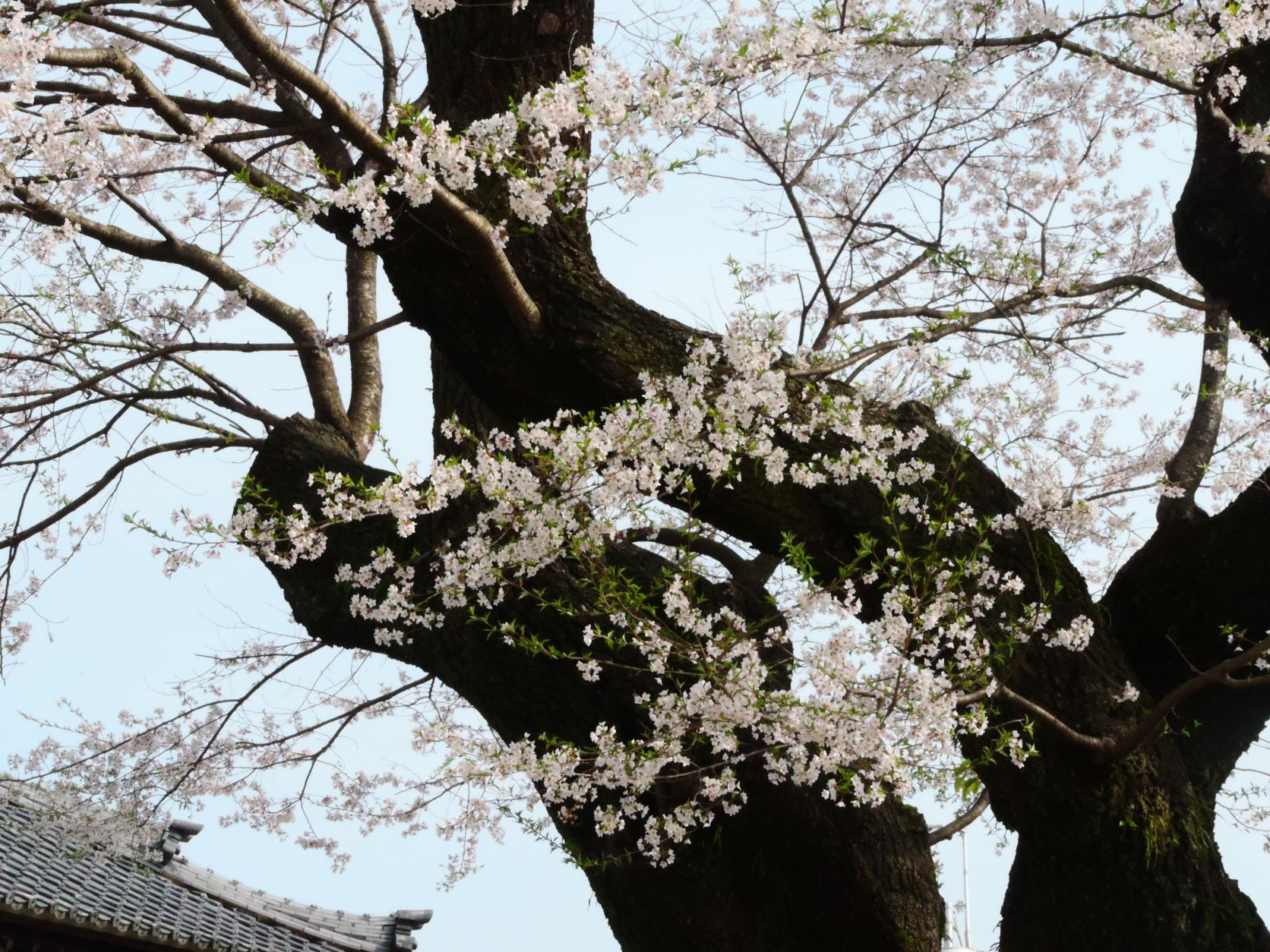 龍泉寺のエドヒガンザクラ （樹齢200年） 3/30