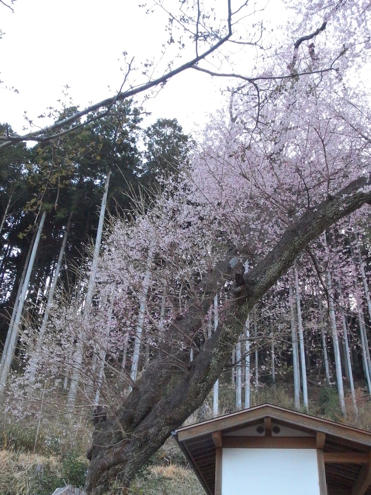 神通堂の桜 4／8