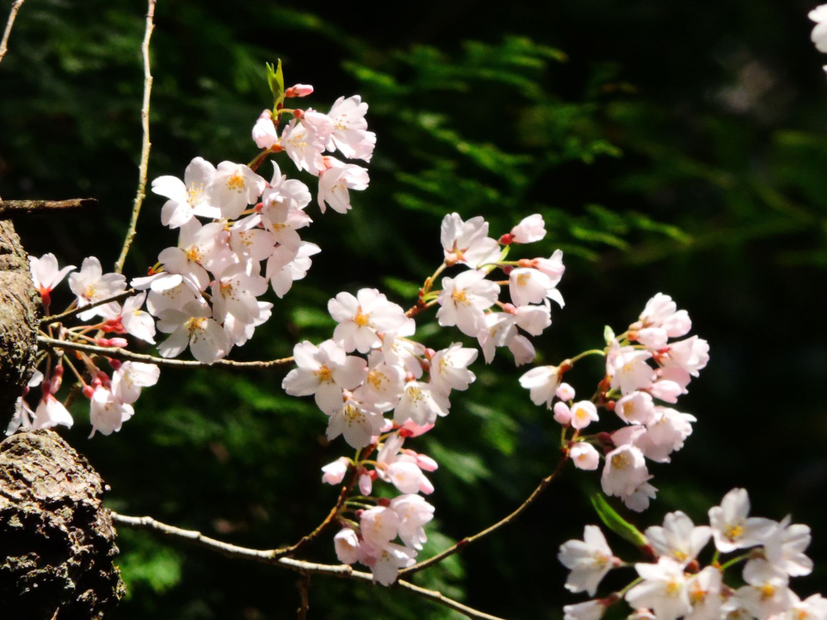 桜ヶ岡八幡神社御旅所エドヒガンザクラ 4／16