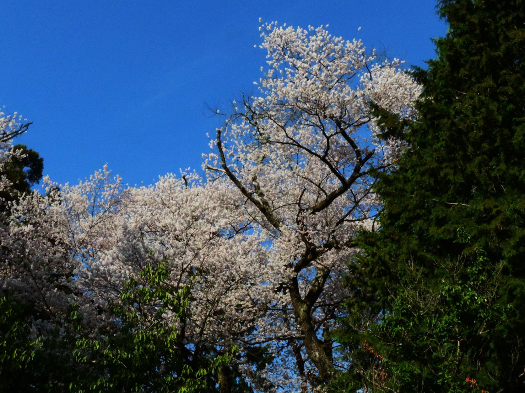 賀茂神社御旅所のエドヒガンザクラ （樹齢450年） 4／16