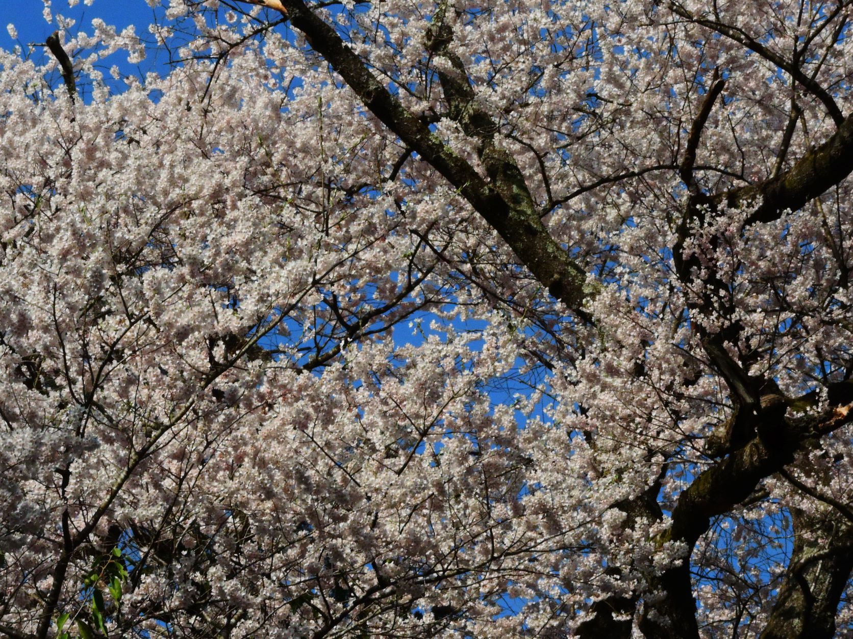 賀茂神社御旅所のエドヒガンザクラ （樹齢450年） 4／16