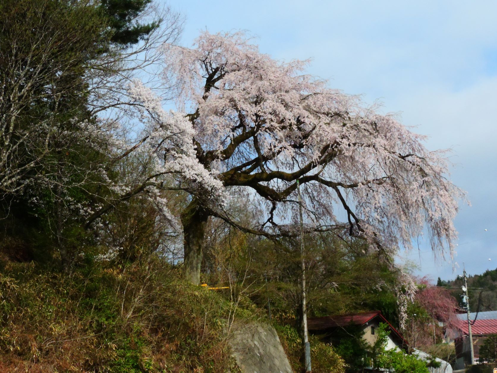 桜ヶ岡八幡神社御旅所エドヒガンシダレザクラ 4／16