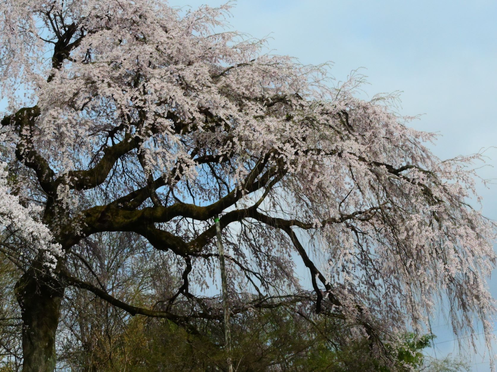 桜ヶ岡八幡神社御旅所エドヒガンザクラ 4／16