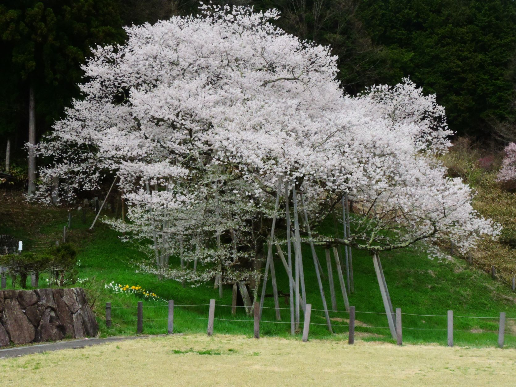 臥龍桜 （樹齢1100年） 4／16