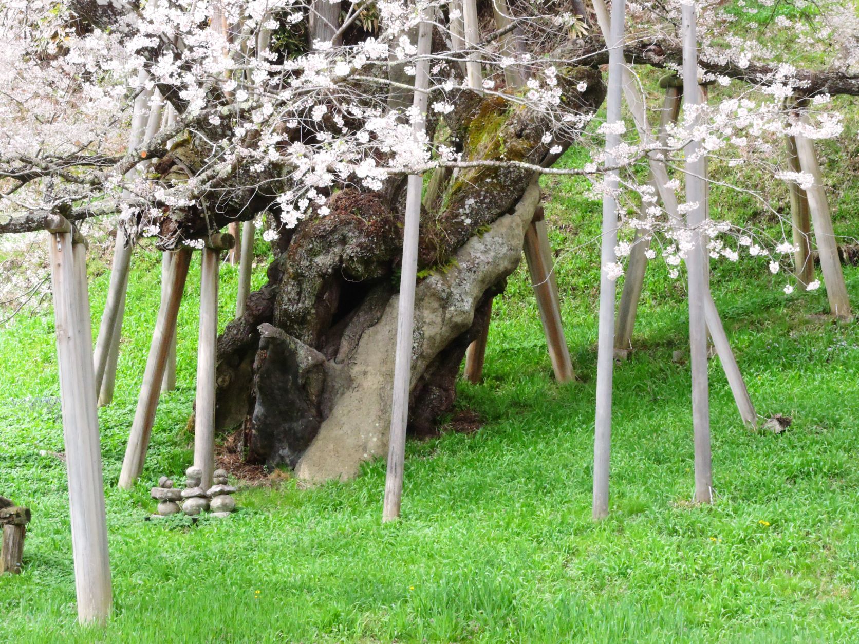 臥龍桜 （樹齢1100年） 4／16