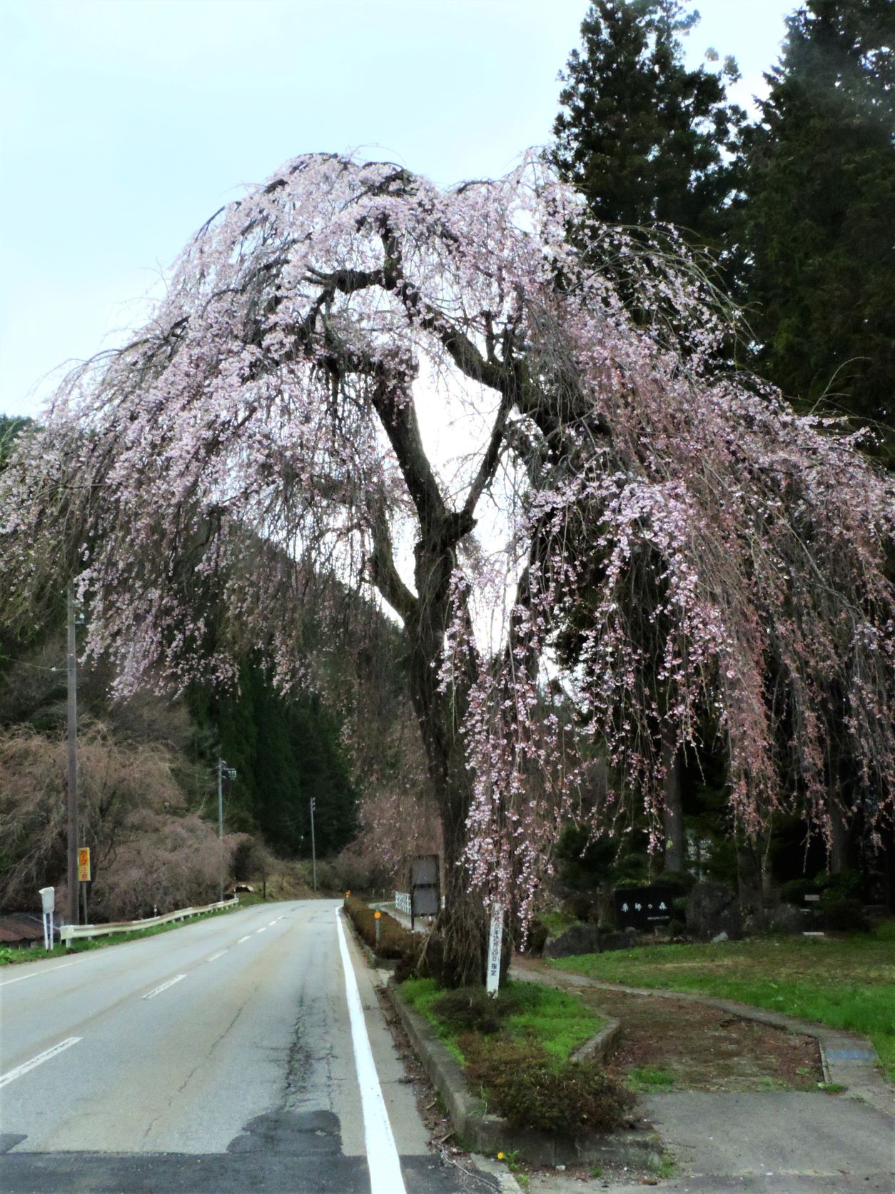 朝日町 薬師堂のエドヒガンシダレザクラ 4／16