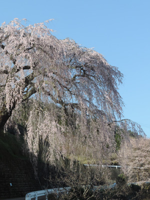 永養寺 （樹齢350年） 3/28