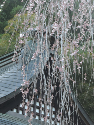永養寺 （樹齢350年） 3/28